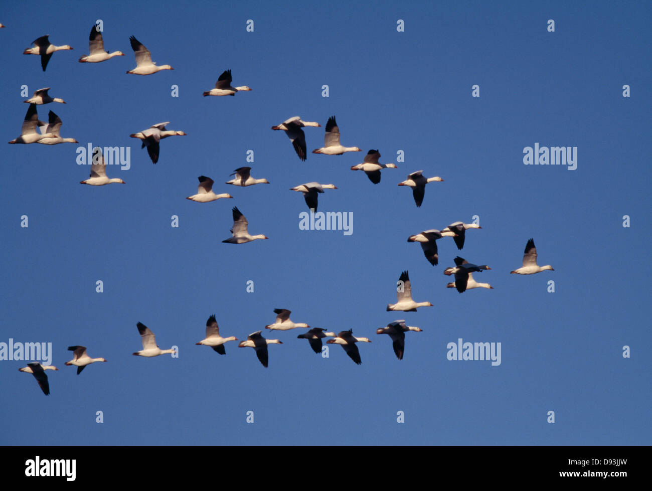 Flying snow goose hi-res stock photography and images - Alamy