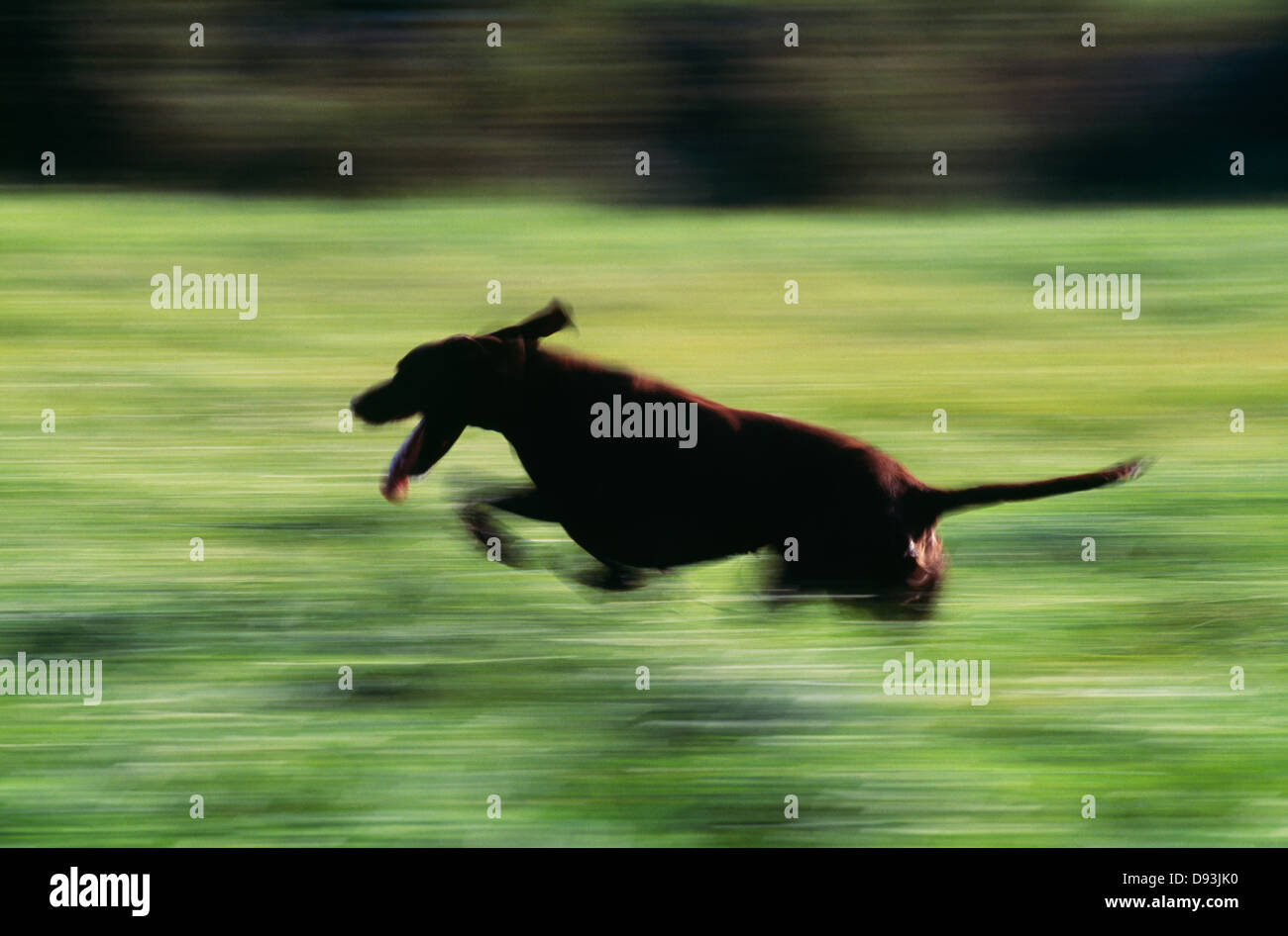 Dog running on field Stock Photo - Alamy