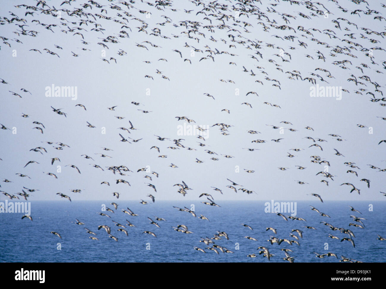 Flock of goose flying Stock Photo - Alamy