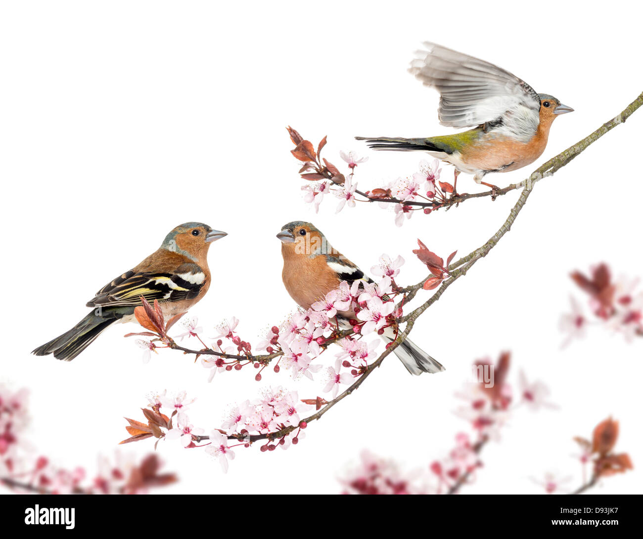 Common japanese birds hi-res stock photography and images - Alamy
