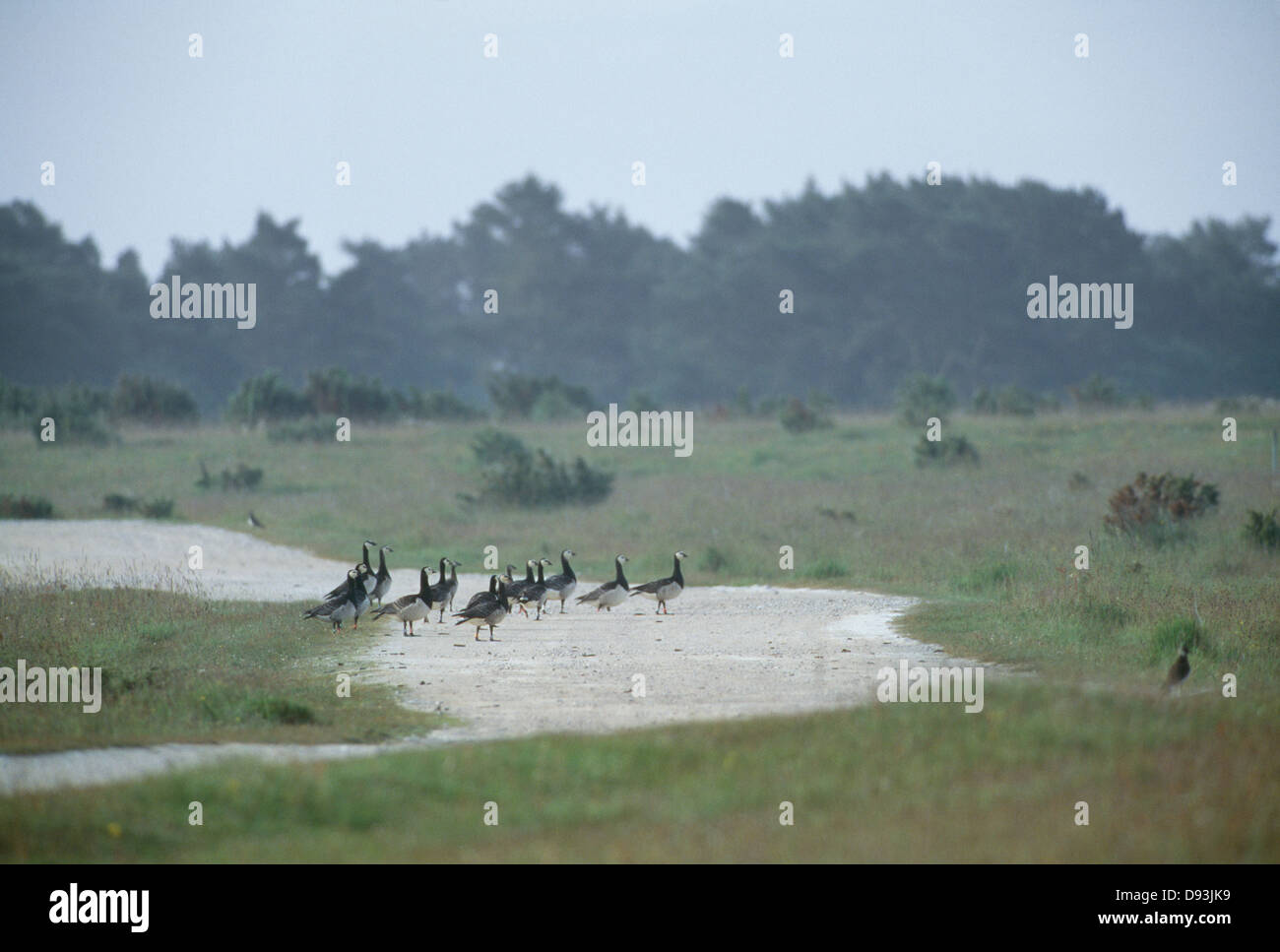 Flock of bernacle goose on landscape Stock Photo - Alamy