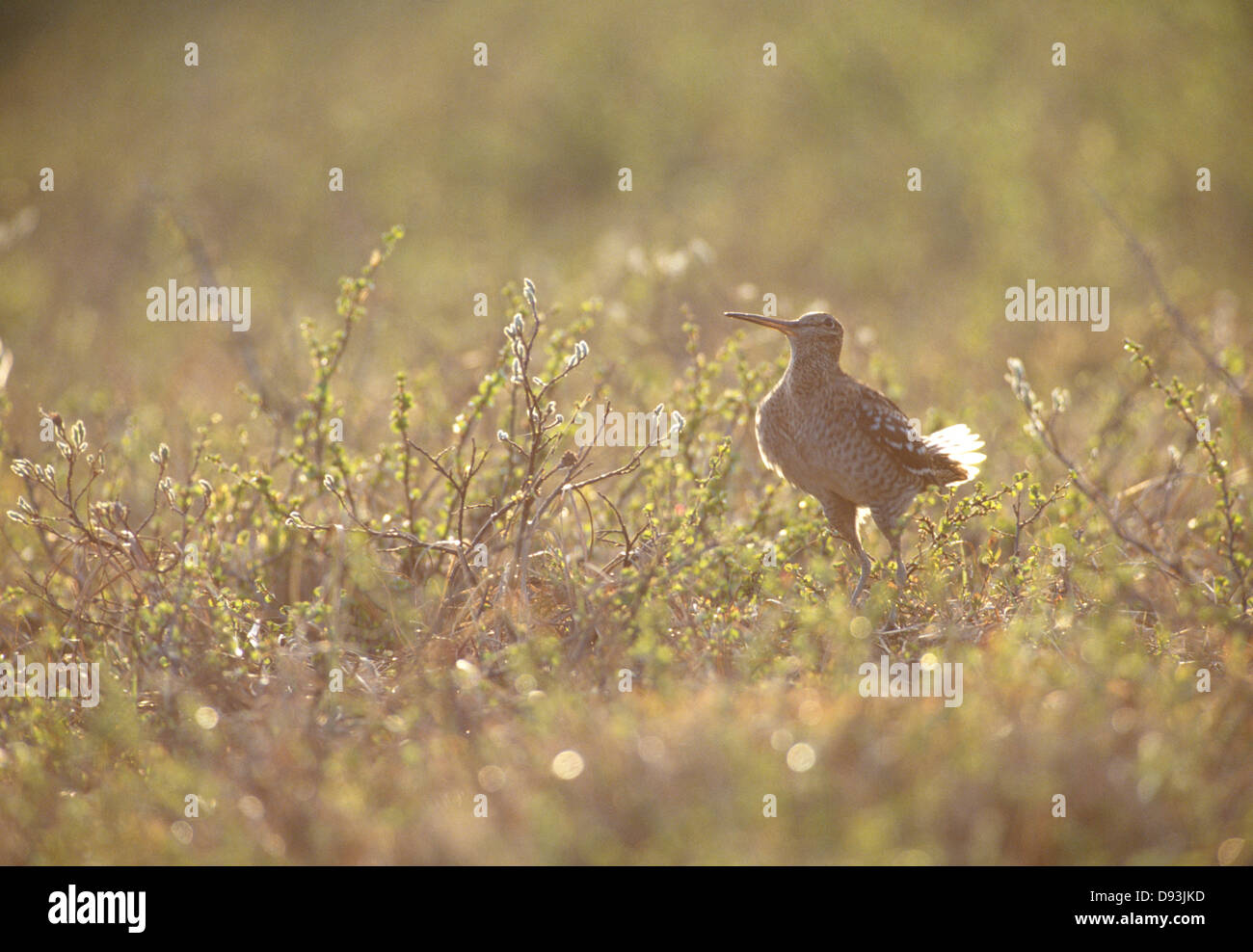 View of great snipe bird Stock Photo - Alamy