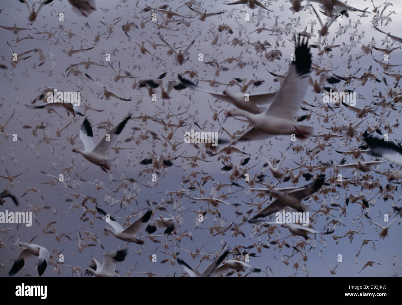 Flock of goose flying Stock Photo - Alamy