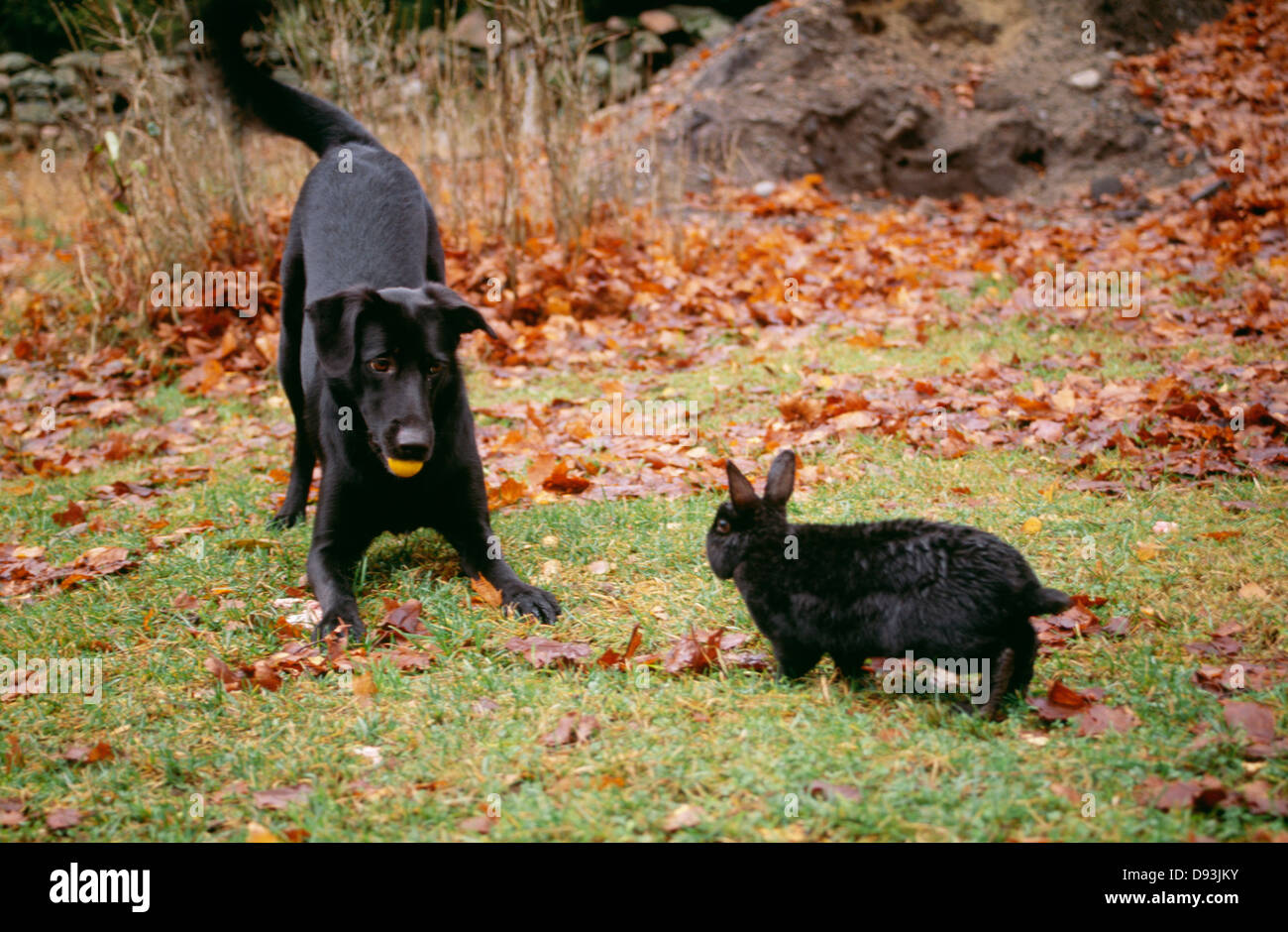 Dog with rabbit hi-res stock photography and images - Alamy