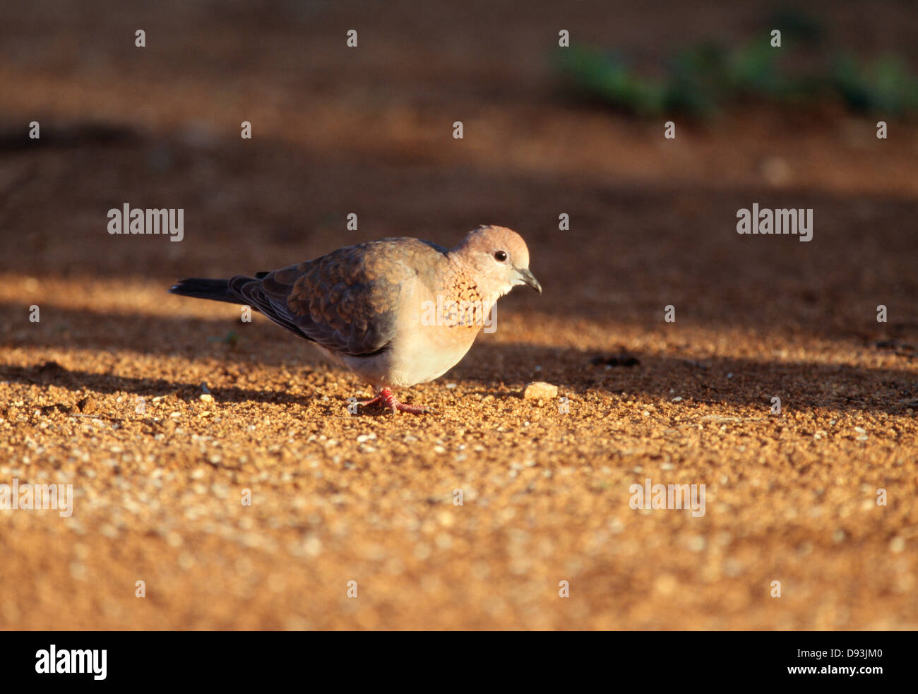 View of dove in national park Stock Photo - Alamy