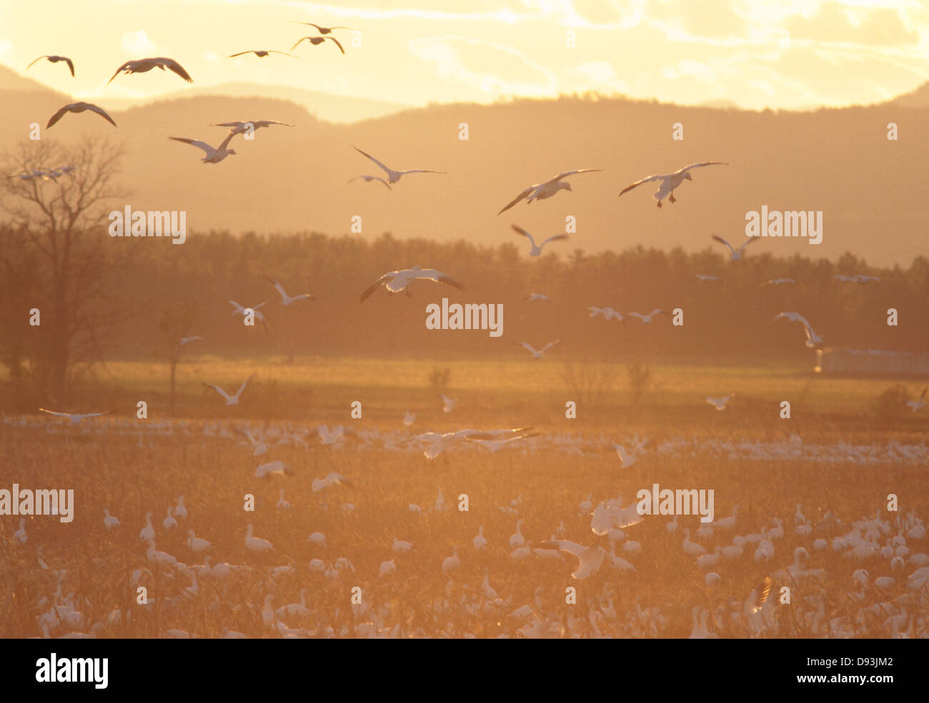 Snow goose tree hi-res stock photography and images - Alamy