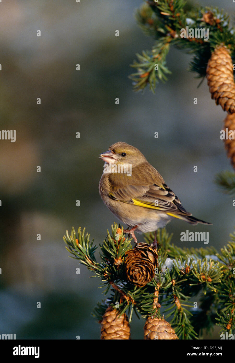 Green finch perching on pine tree Stock Photo - Alamy
