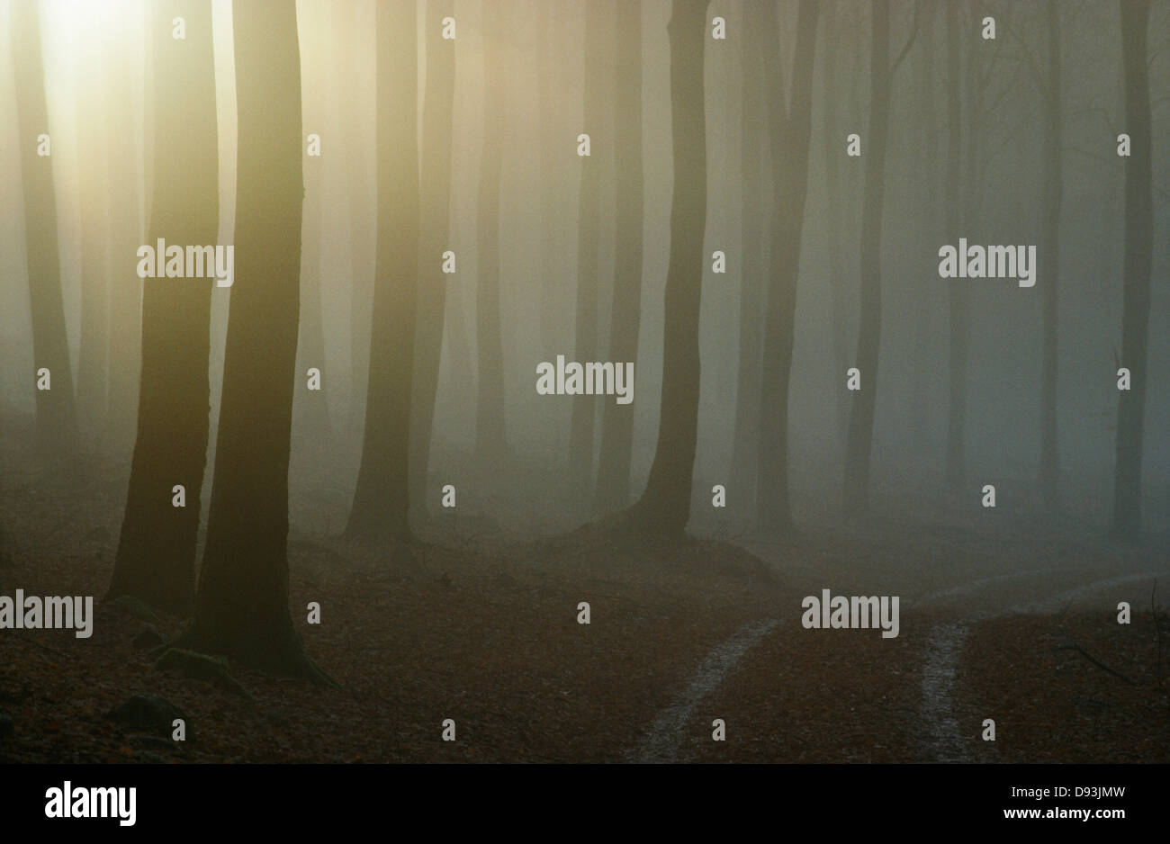 Trees in forest Stock Photo - Alamy