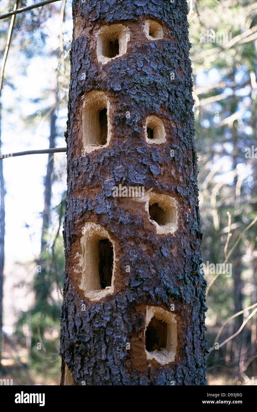 A tree trunk with holes, Sweden Stock Photo - Alamy