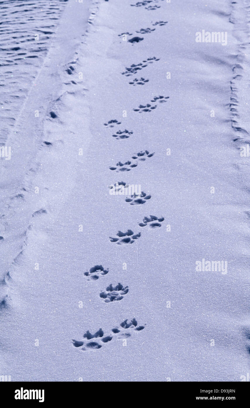 Wolf Tracks In Snow