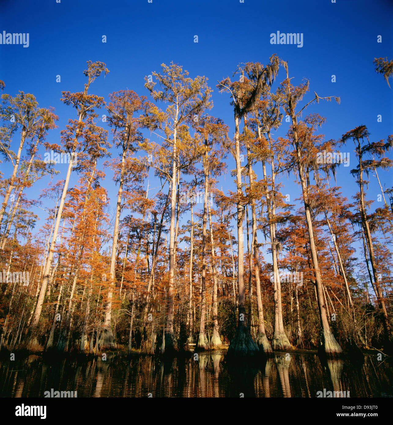 Cypress trees in swamp Stock Photo - Alamy