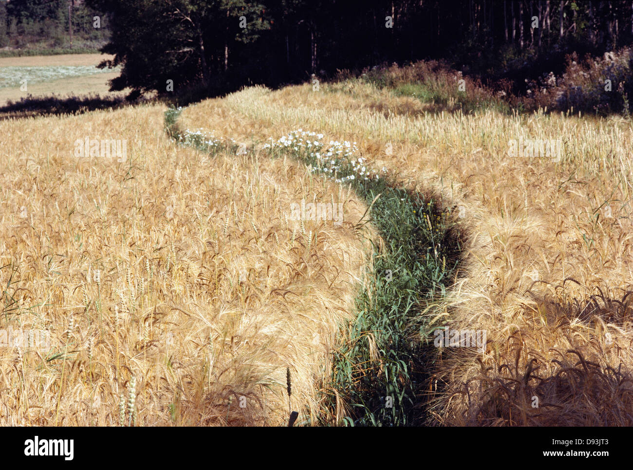 Green path in a field of corn, Sweden Stock Photo - Alamy