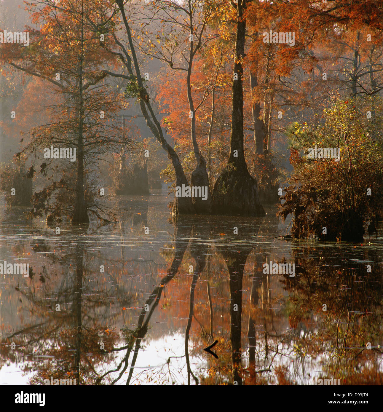 Trees reflecting in swamp Stock Photo - Alamy