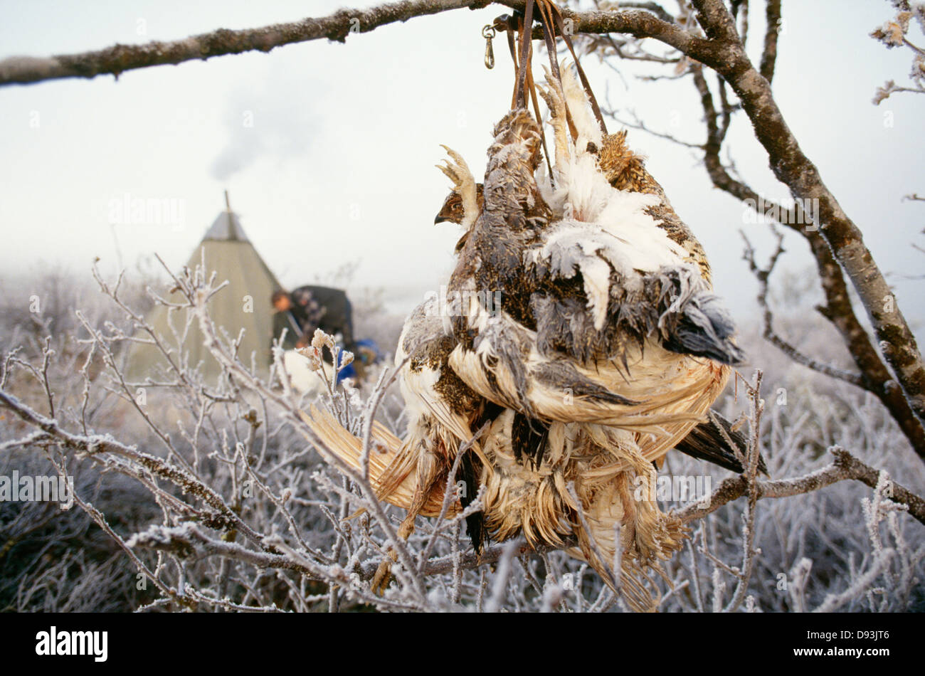 Feathers and limbs hanging on branches Stock Photo - Alamy