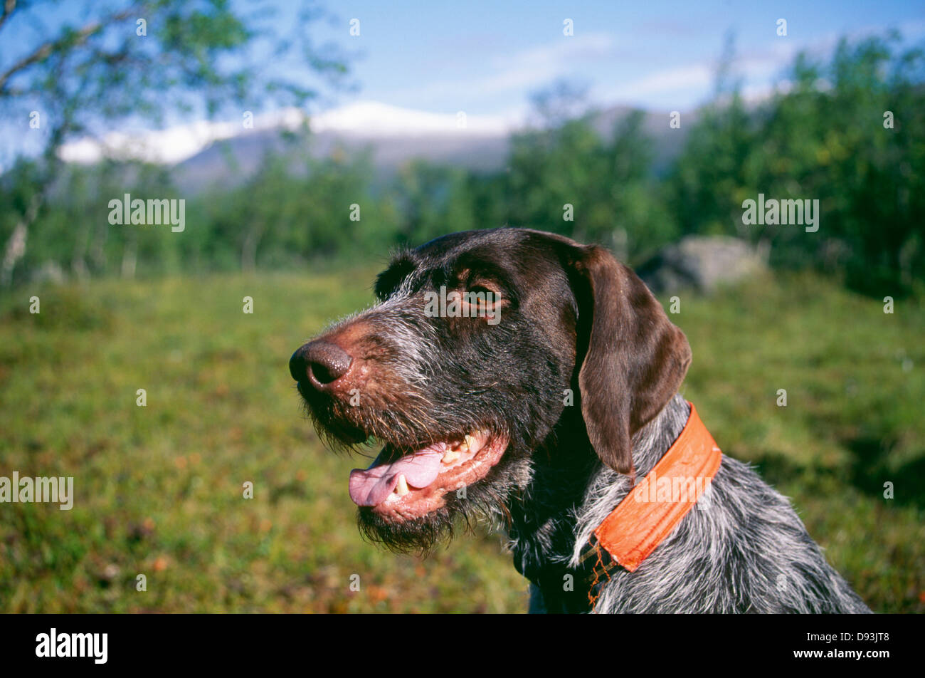 Dog standing in field, close-up Stock Photo - Alamy
