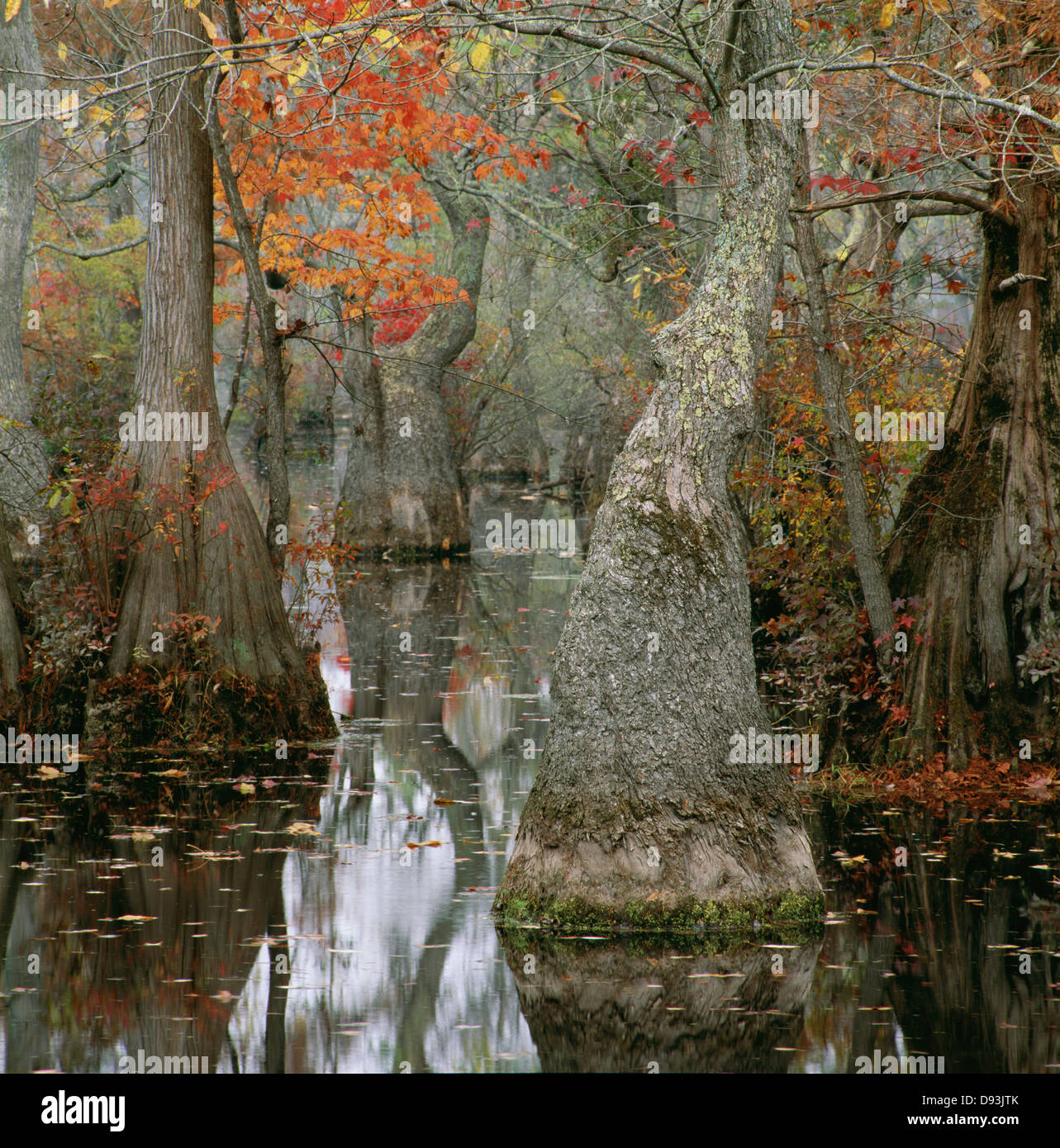 Cypress tree in swamp Stock Photo - Alamy