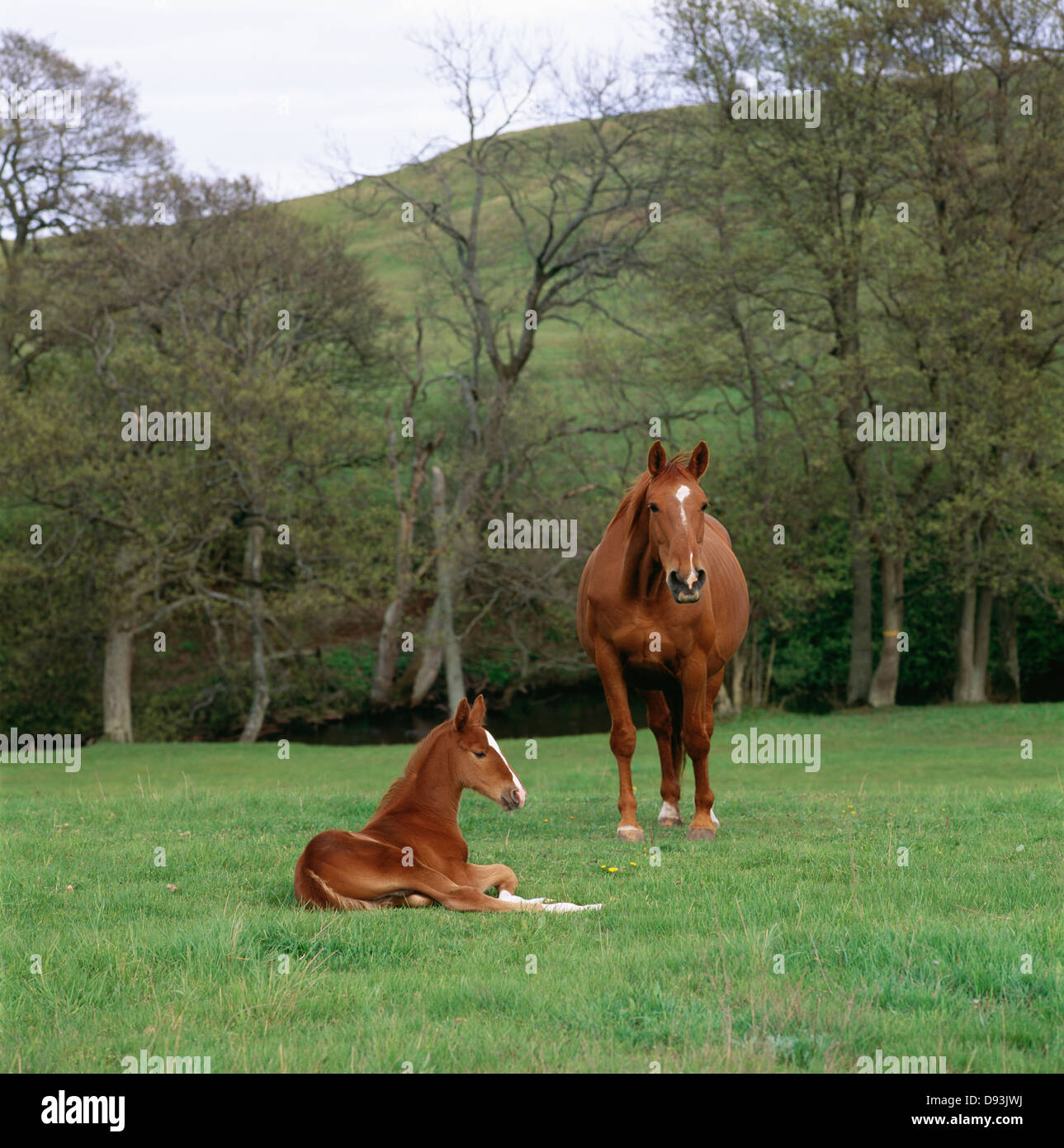 Sitting foal hi-res stock photography and images - Alamy