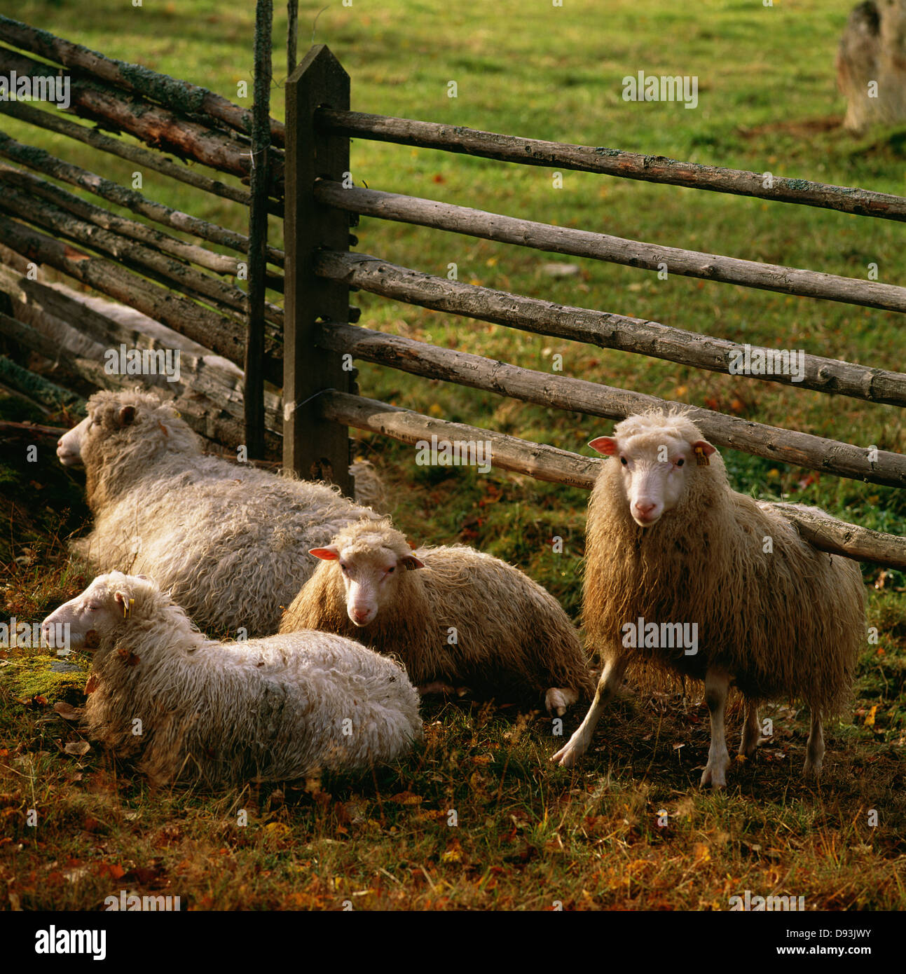 Sheeps in the field hi-res stock photography and images - Alamy