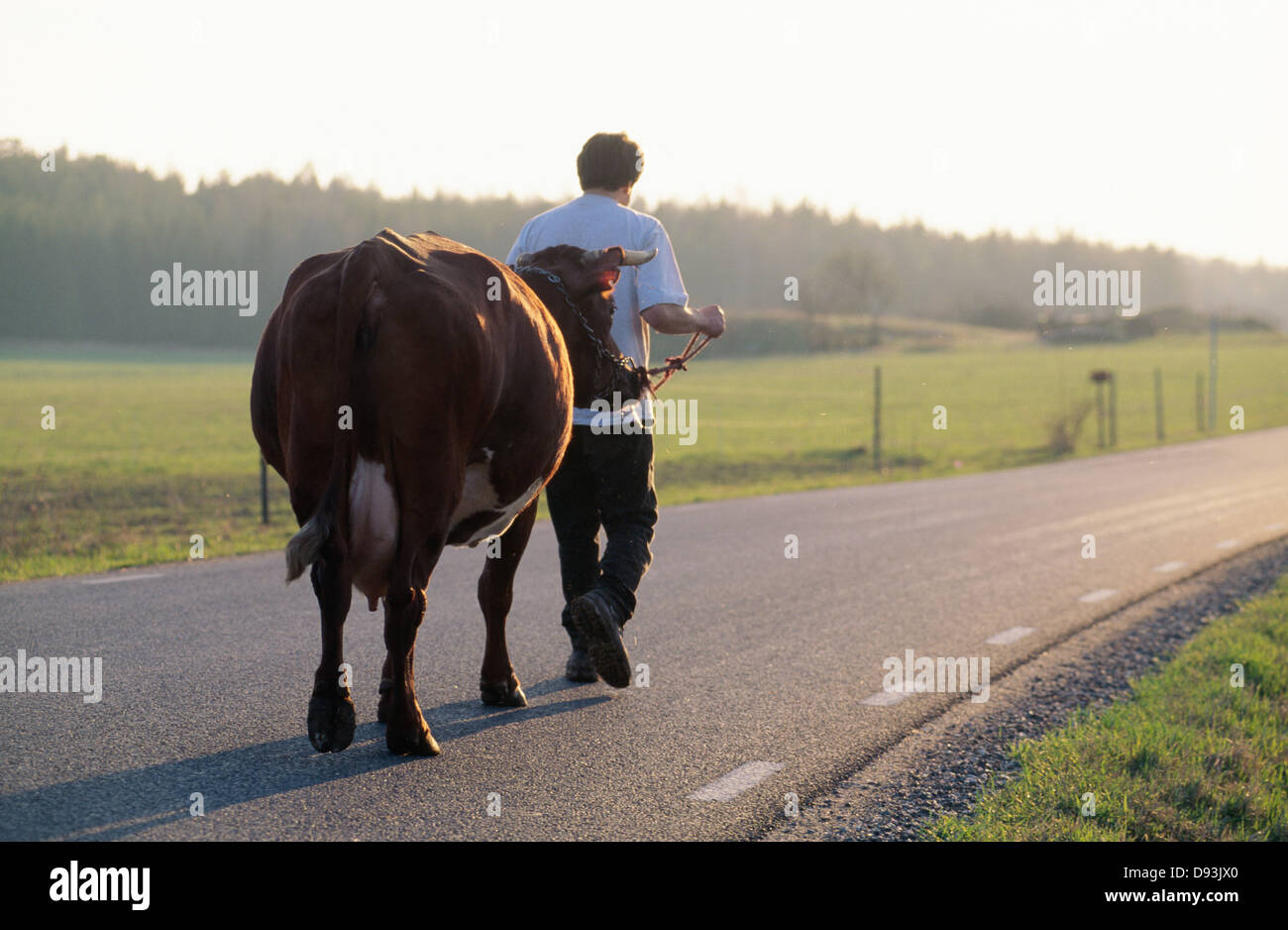 Man leading cow, rear view Stock Photo - Alamy