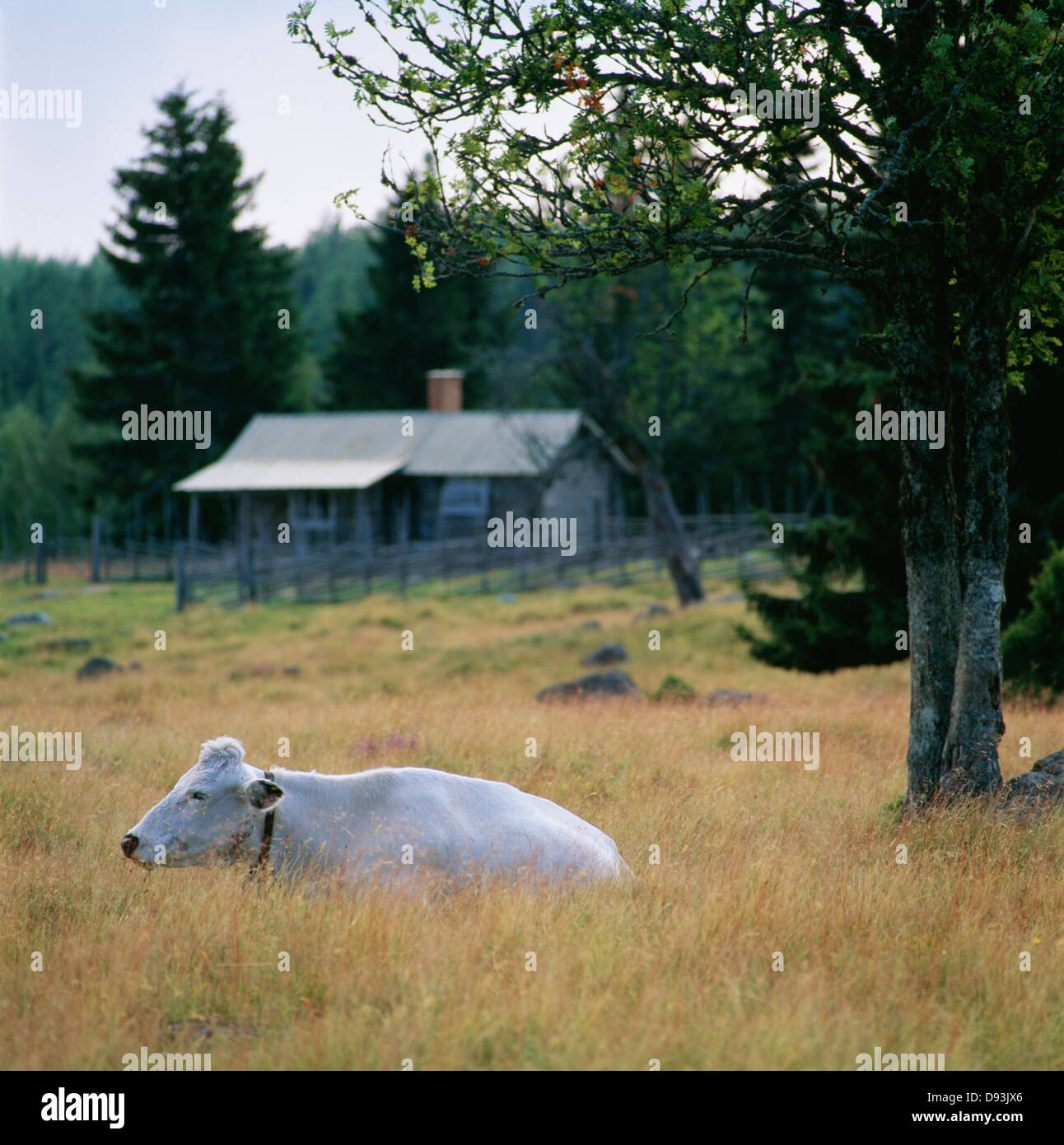 Cow in field Stock Photo - Alamy