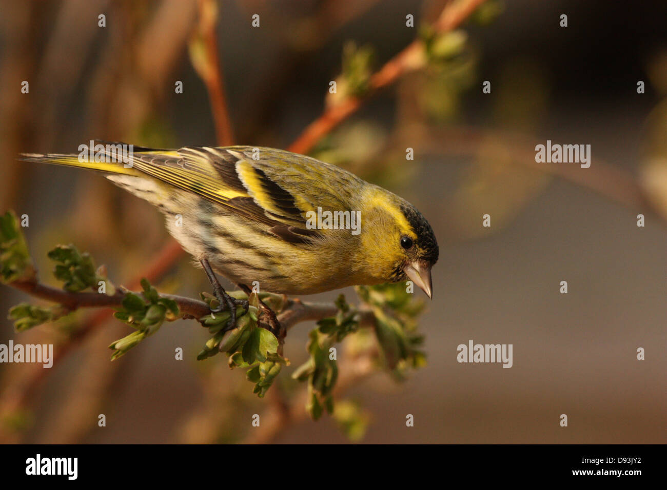 Peering into hi-res stock photography and images - Alamy
