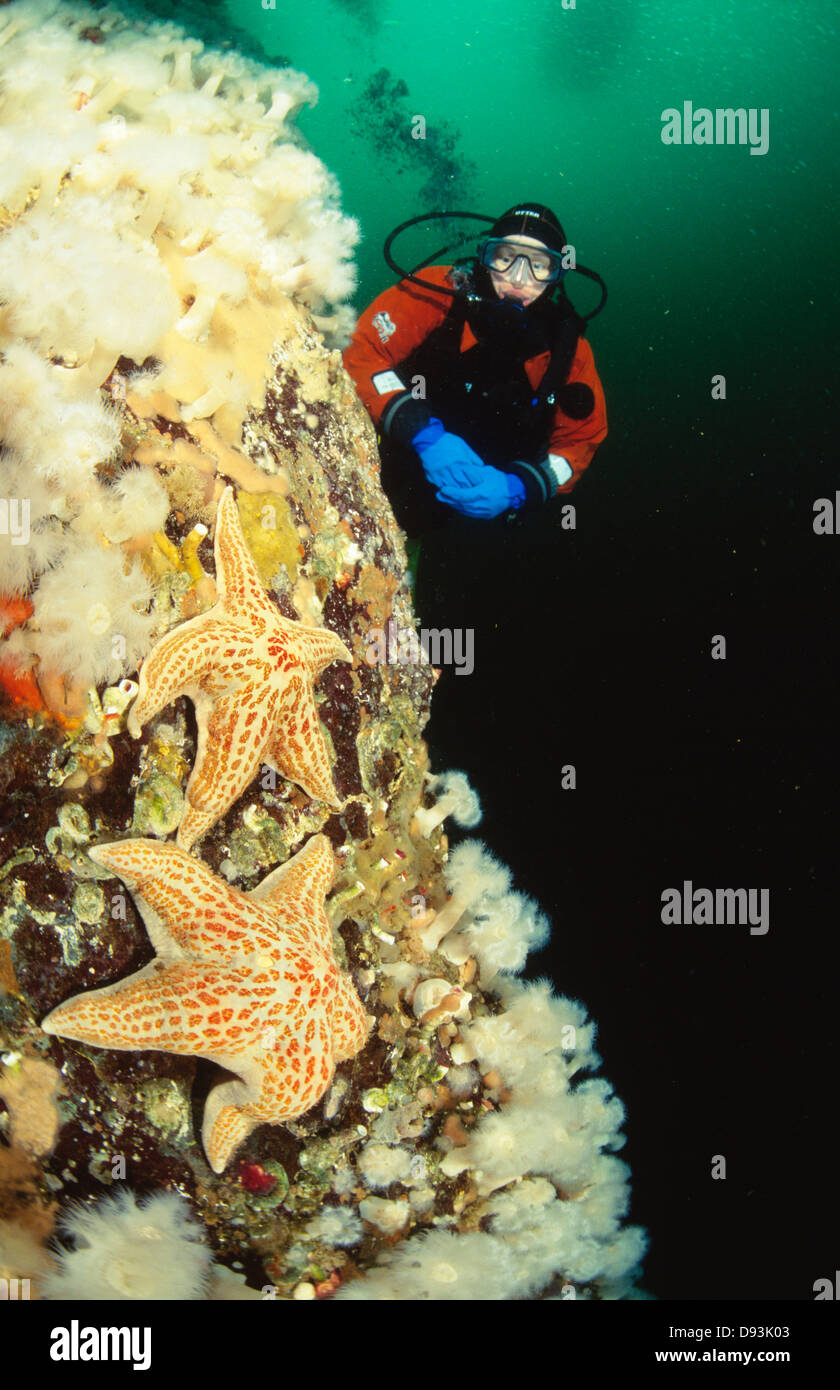 Scuba diver looking up hi-res stock photography and images - Alamy