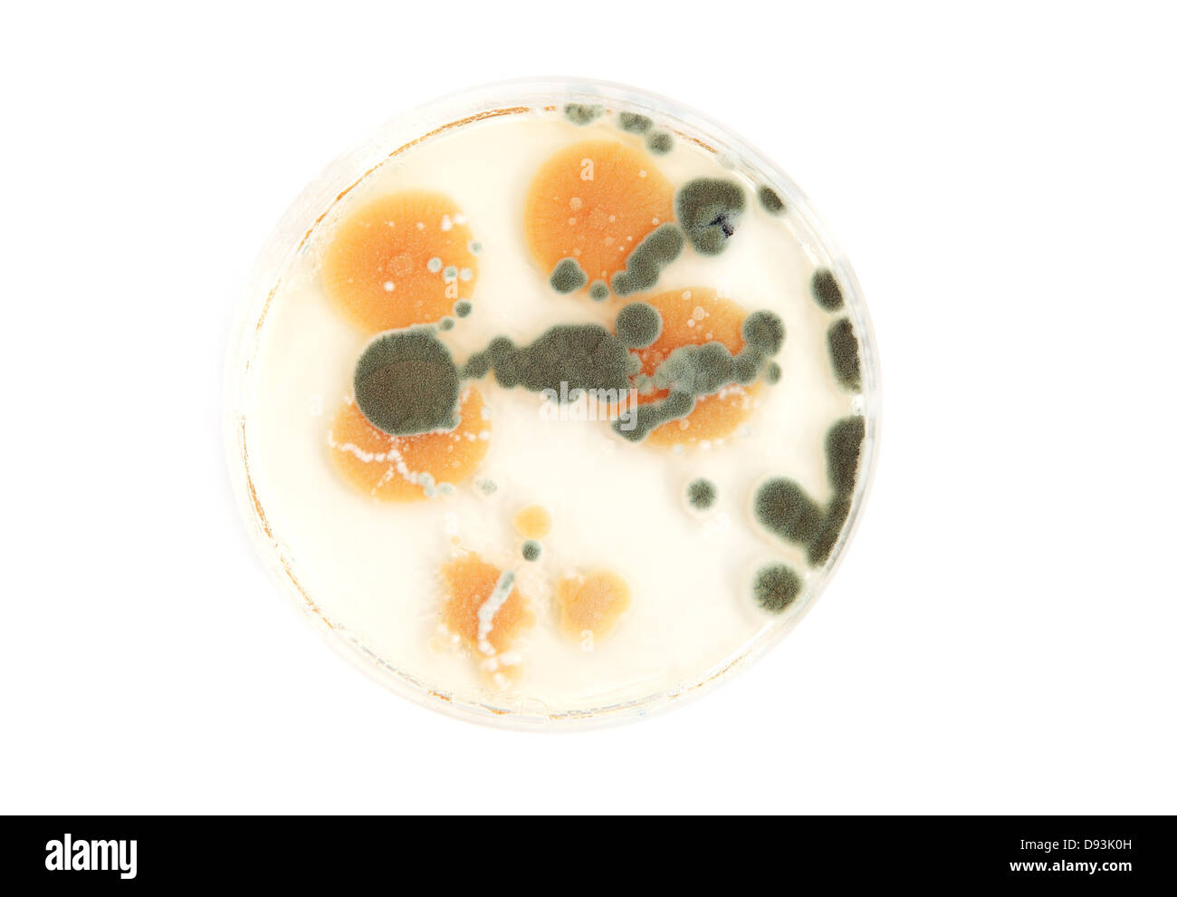 Discovering The Microbial World: Create Your Own Agar, 41% OFF