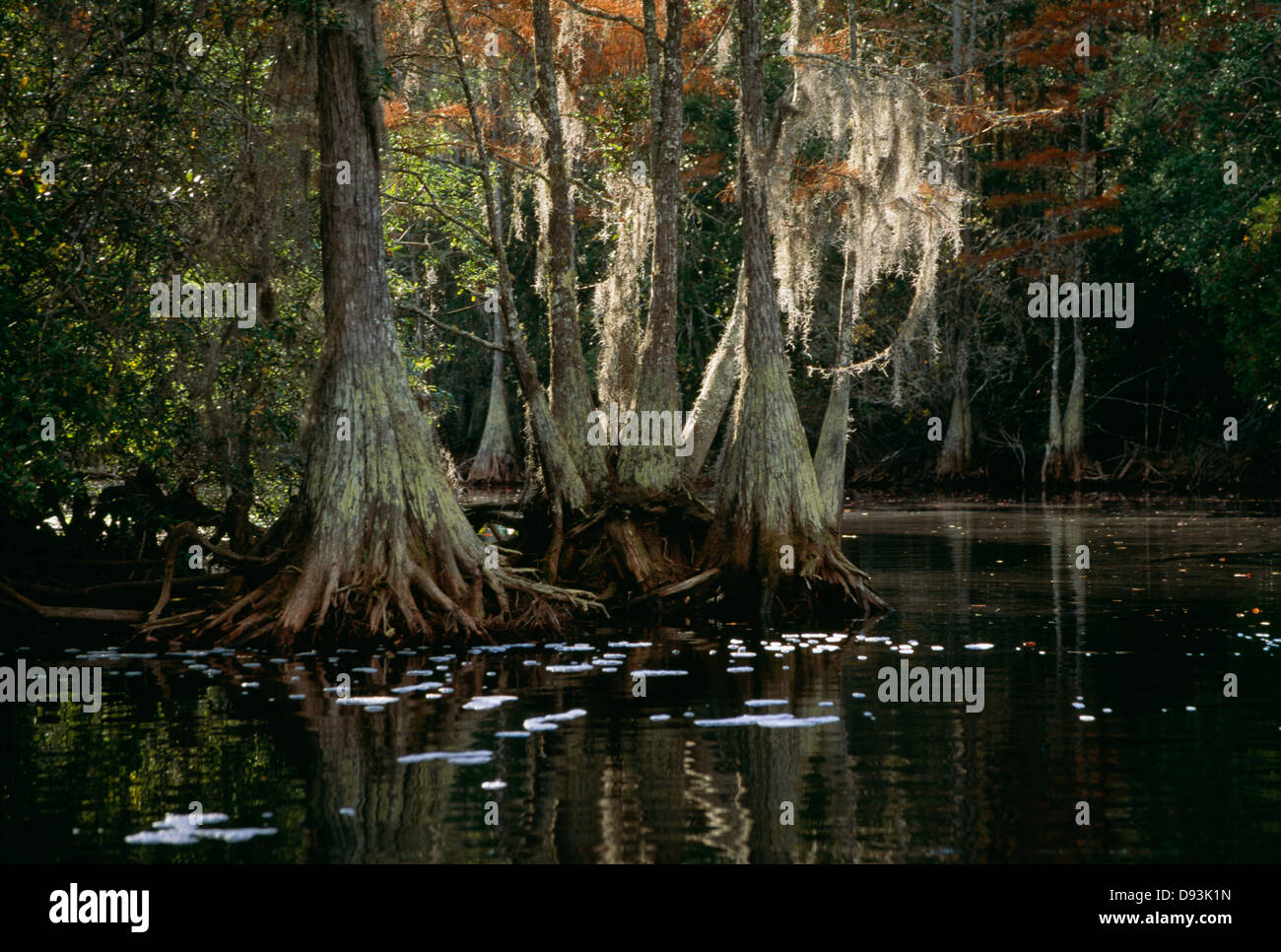 Bald cypress trees in swamp Stock Photo - Alamy