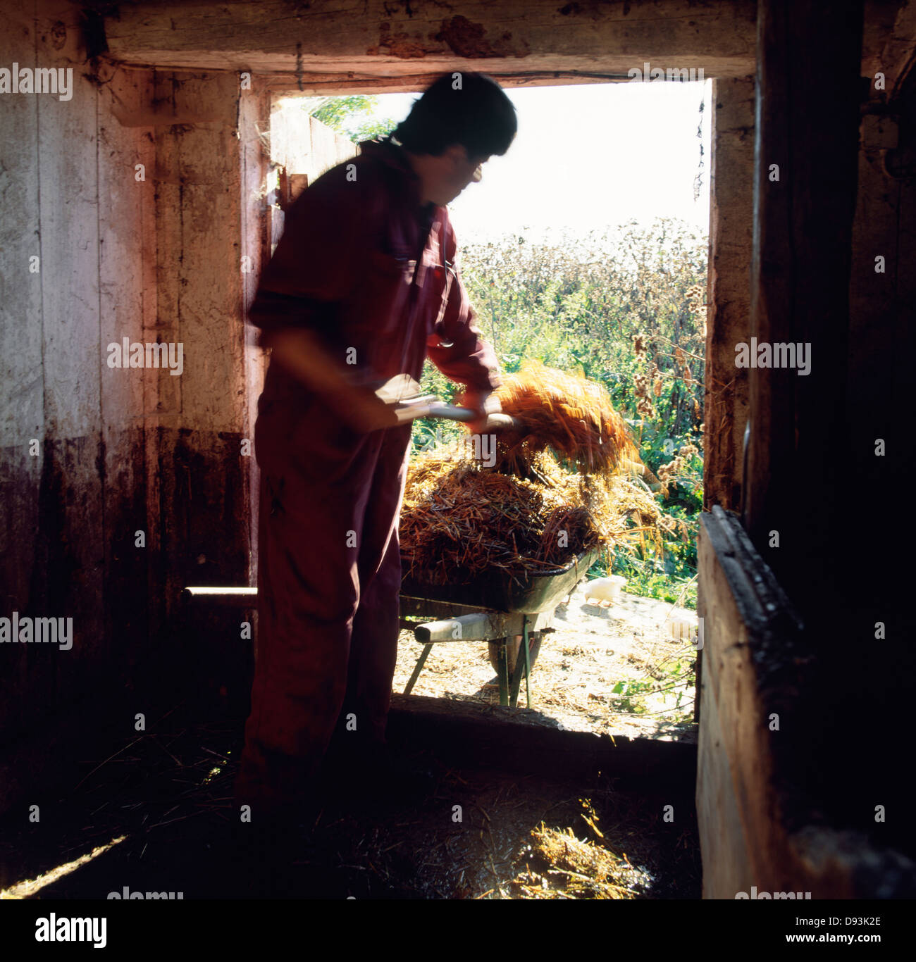 Man stacking hay Stock Photo - Alamy