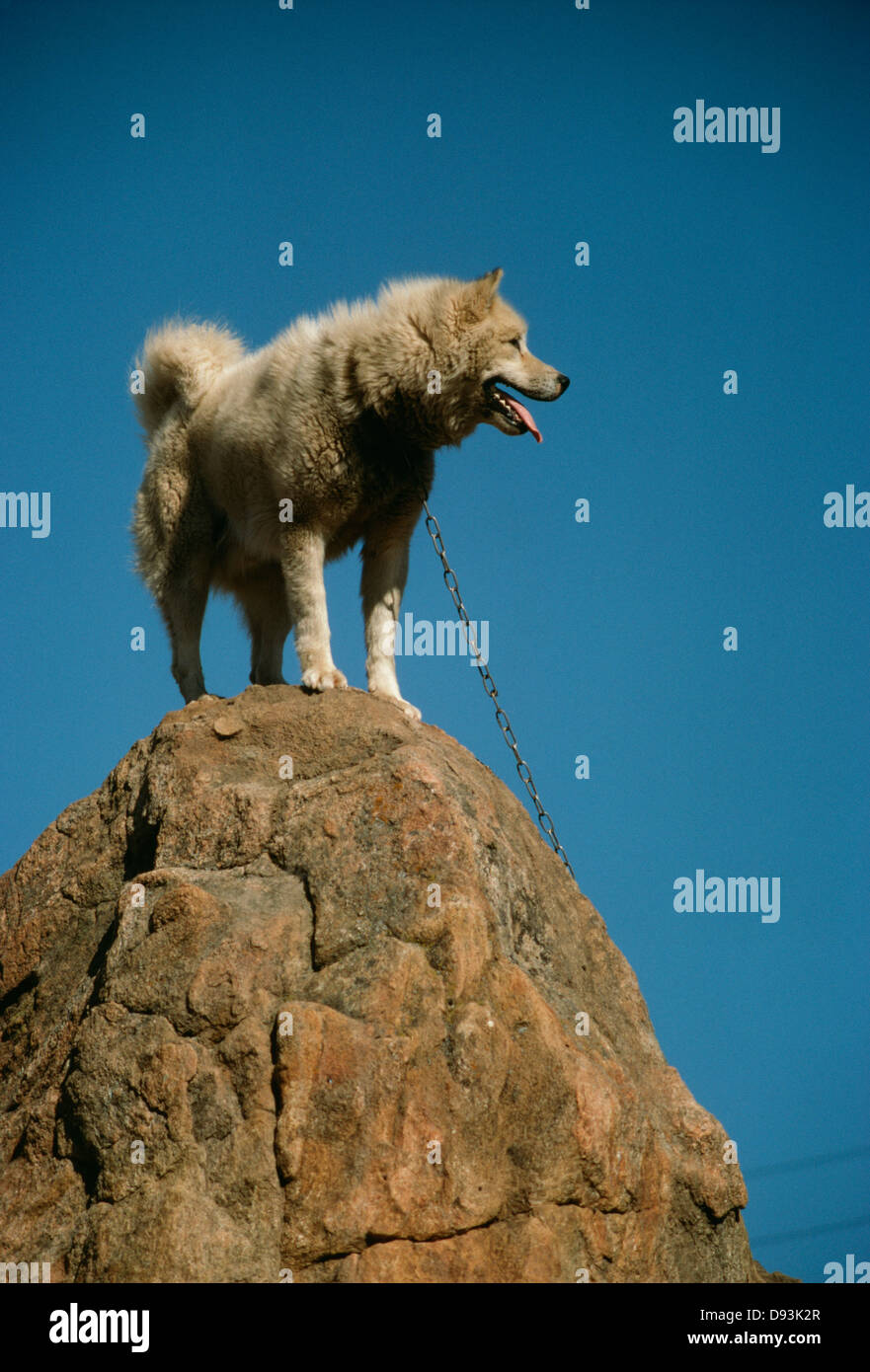 Dog standing on rock Stock Photo - Alamy