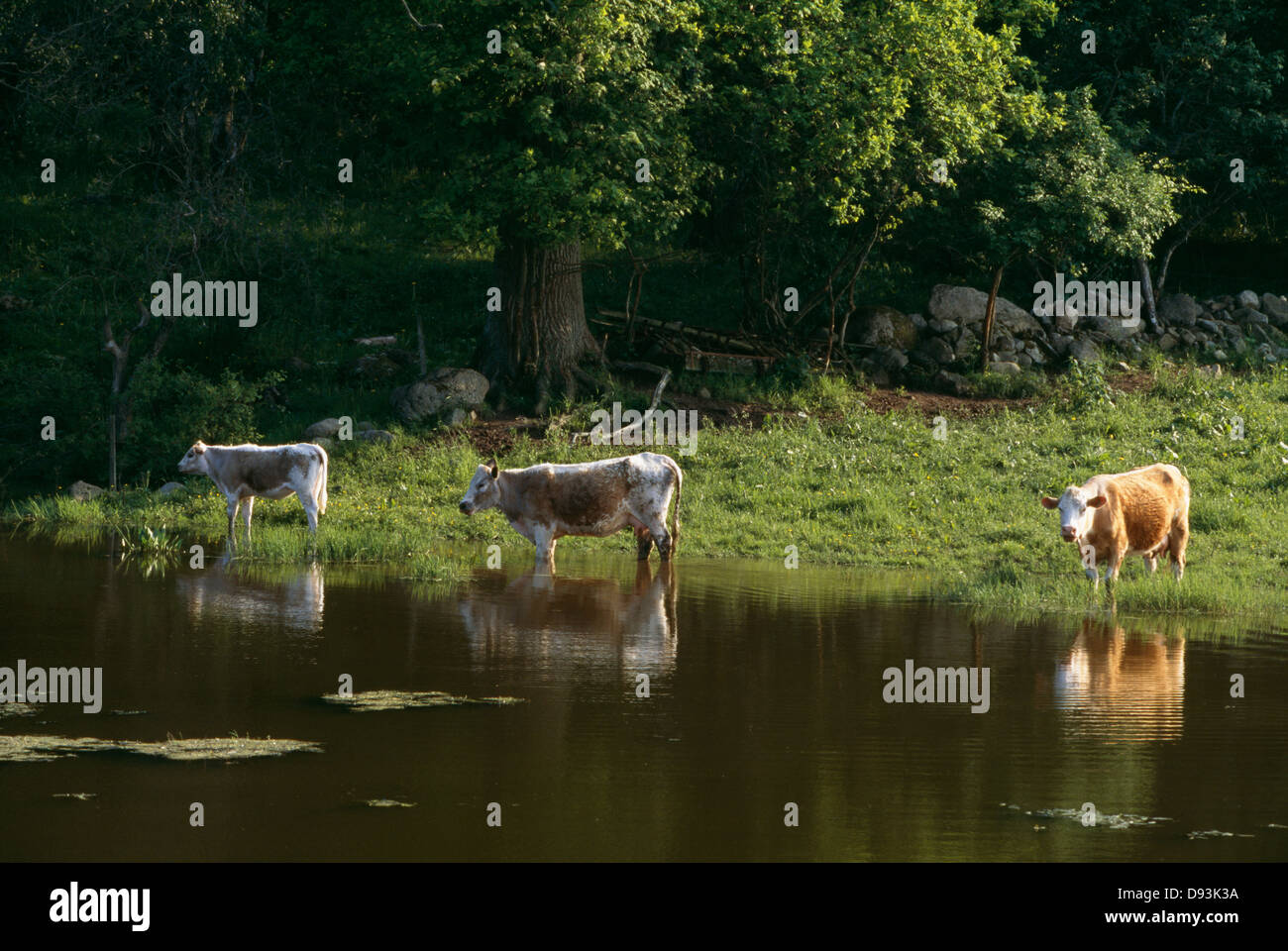 Three cows standing by puddle Stock Photo - Alamy