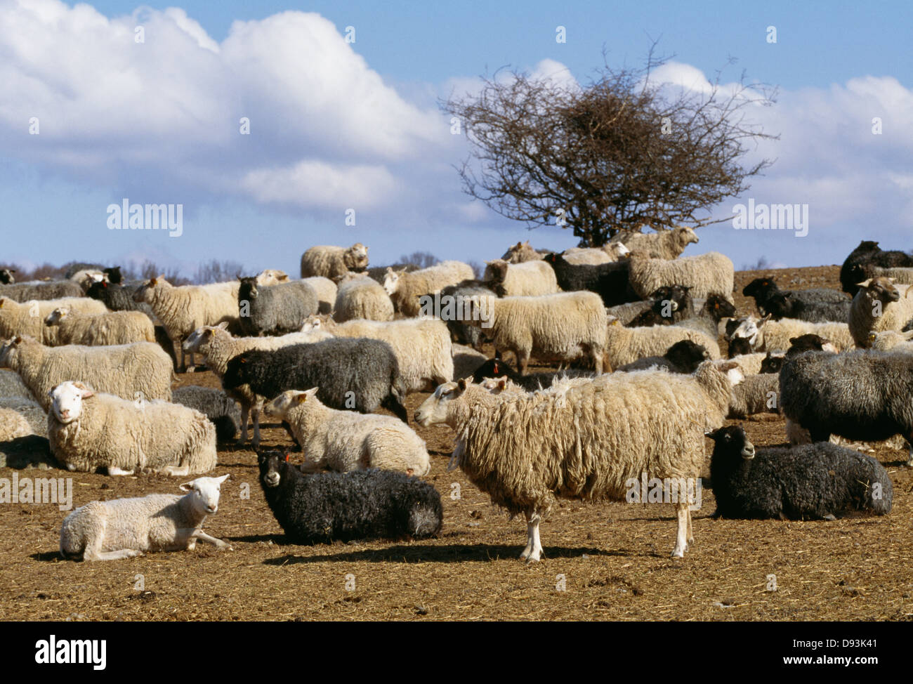 Flock of sheep Stock Photo - Alamy