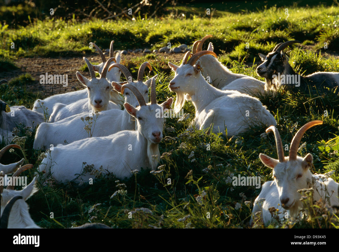 Goats resting on grass Stock Photo - Alamy
