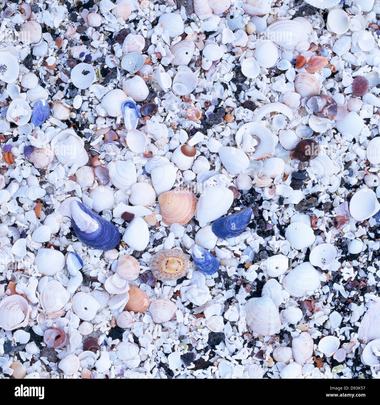 Shells on a beach Stock Photo - Alamy