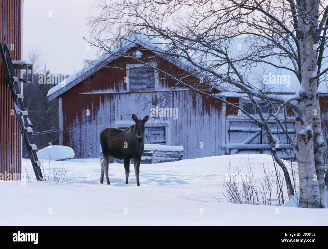Elk standing in front of house Stock Photo - Alamy