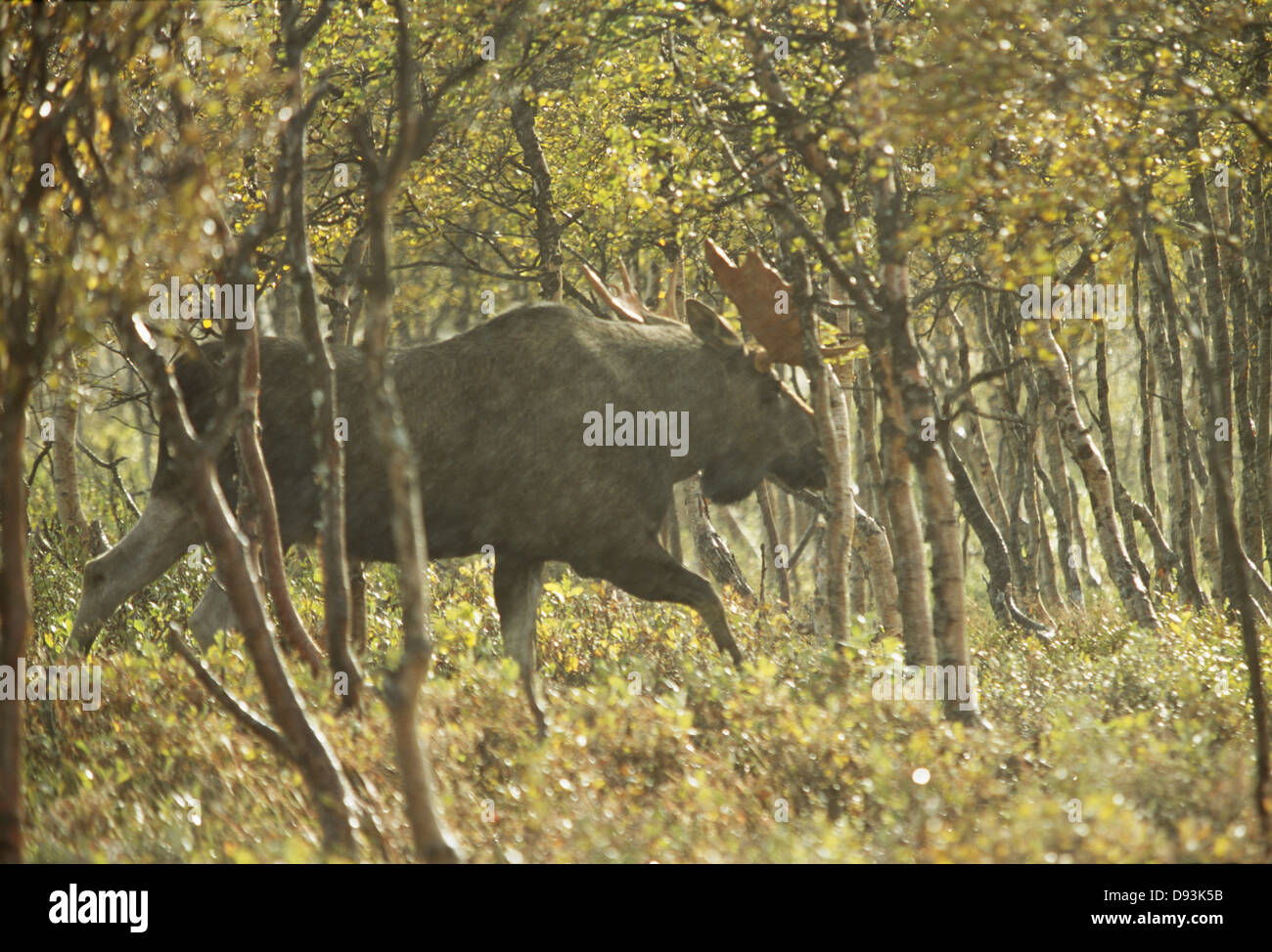 Moose walking in forest Stock Photo - Alamy