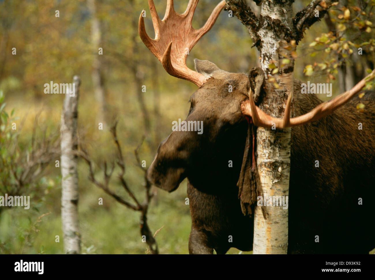 Sweden moose park hi-res stock photography and images - Alamy