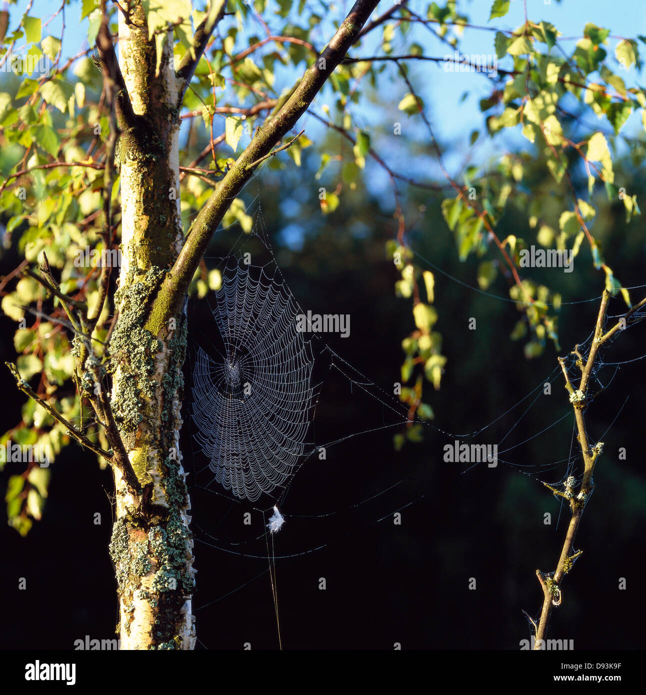 A spider´s webb in a tree Stock Photo - Alamy