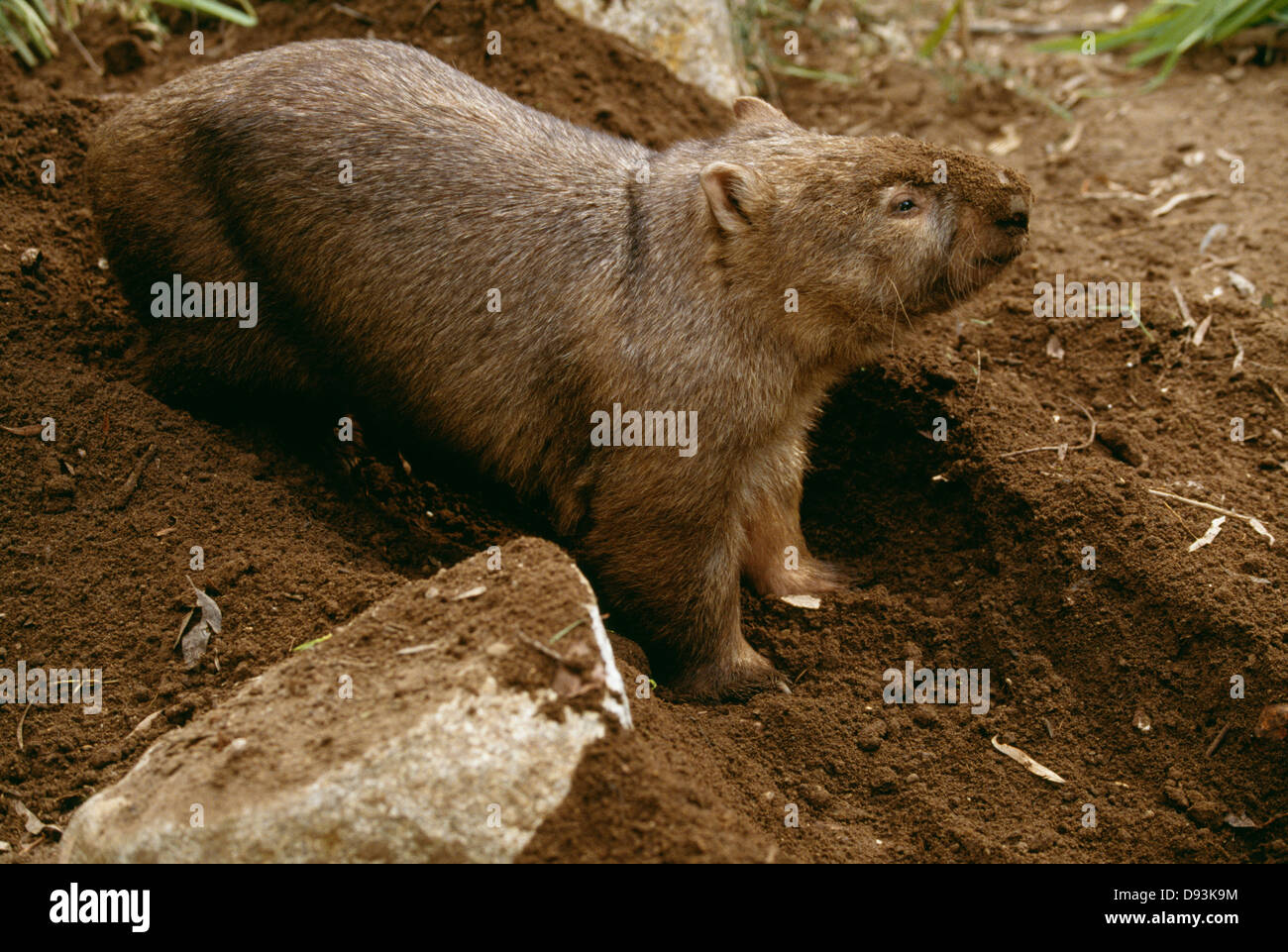 Wombat in zoo, close-up Stock Photo - Alamy