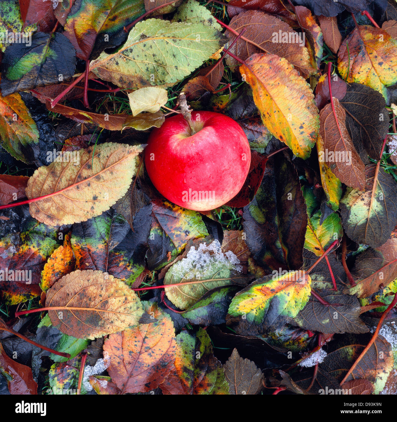 A red apple and rotten leaves Stock Photo - Alamy