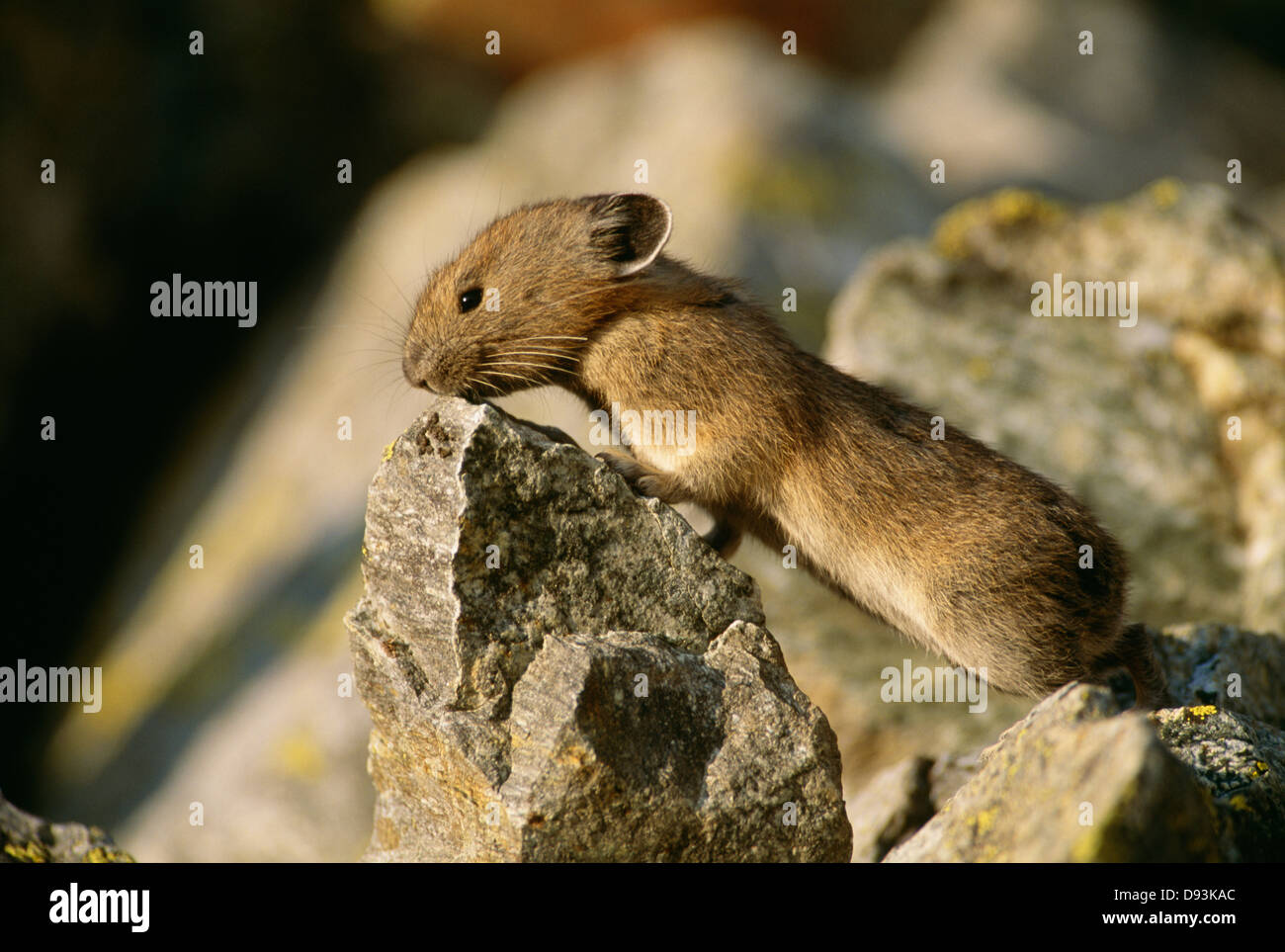 Pika stretching on rock Stock Photo - Alamy