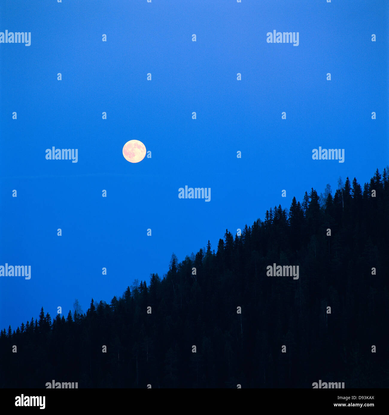 Full moon over forest Stock Photo - Alamy