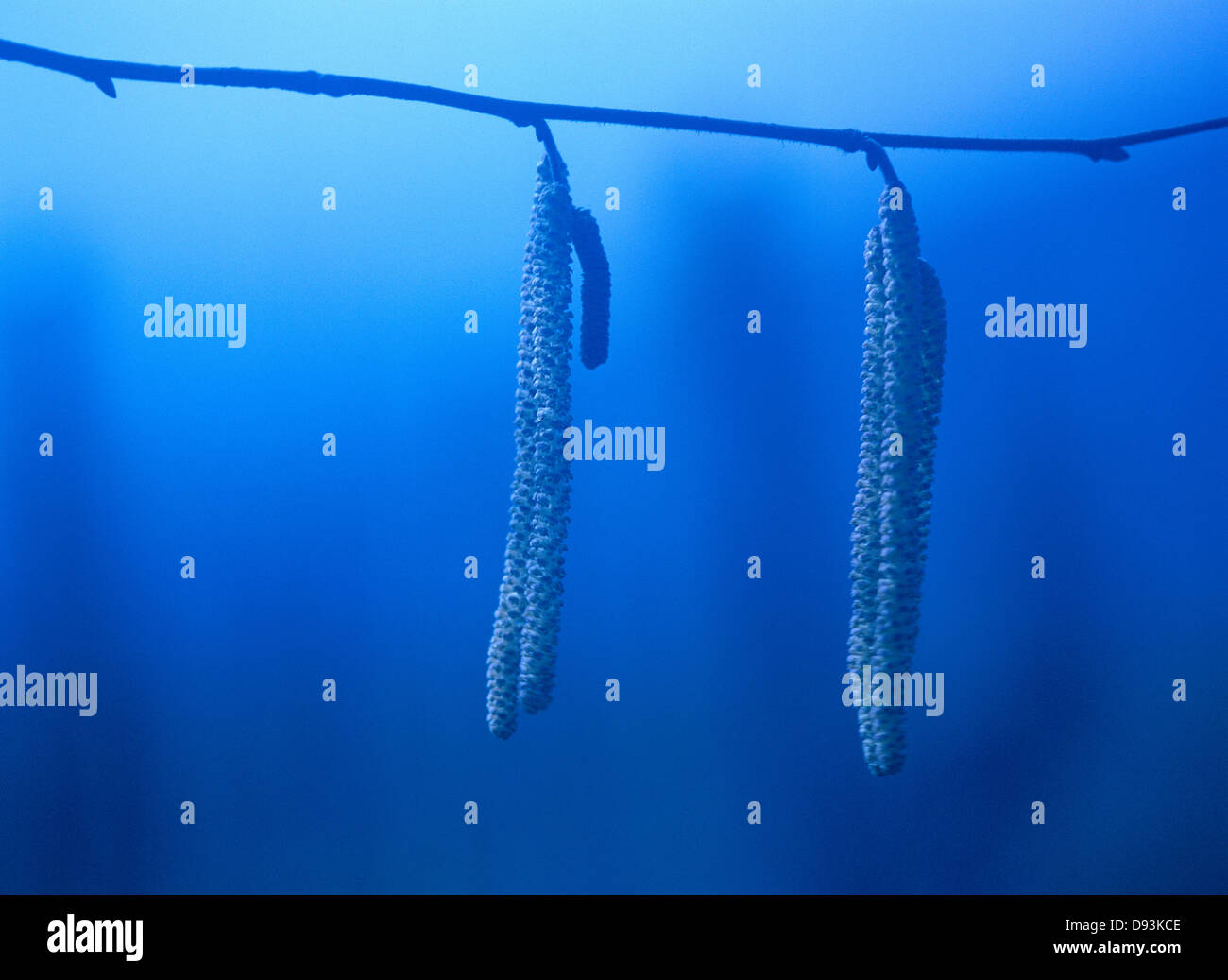 Seed vessel of a common hazel Stock Photo - Alamy