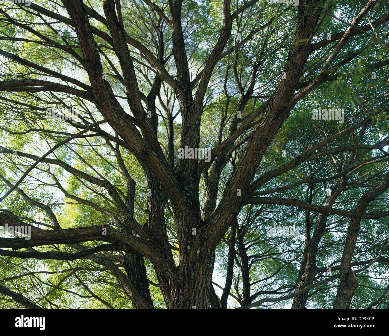The top of a willow Stock Photo - Alamy