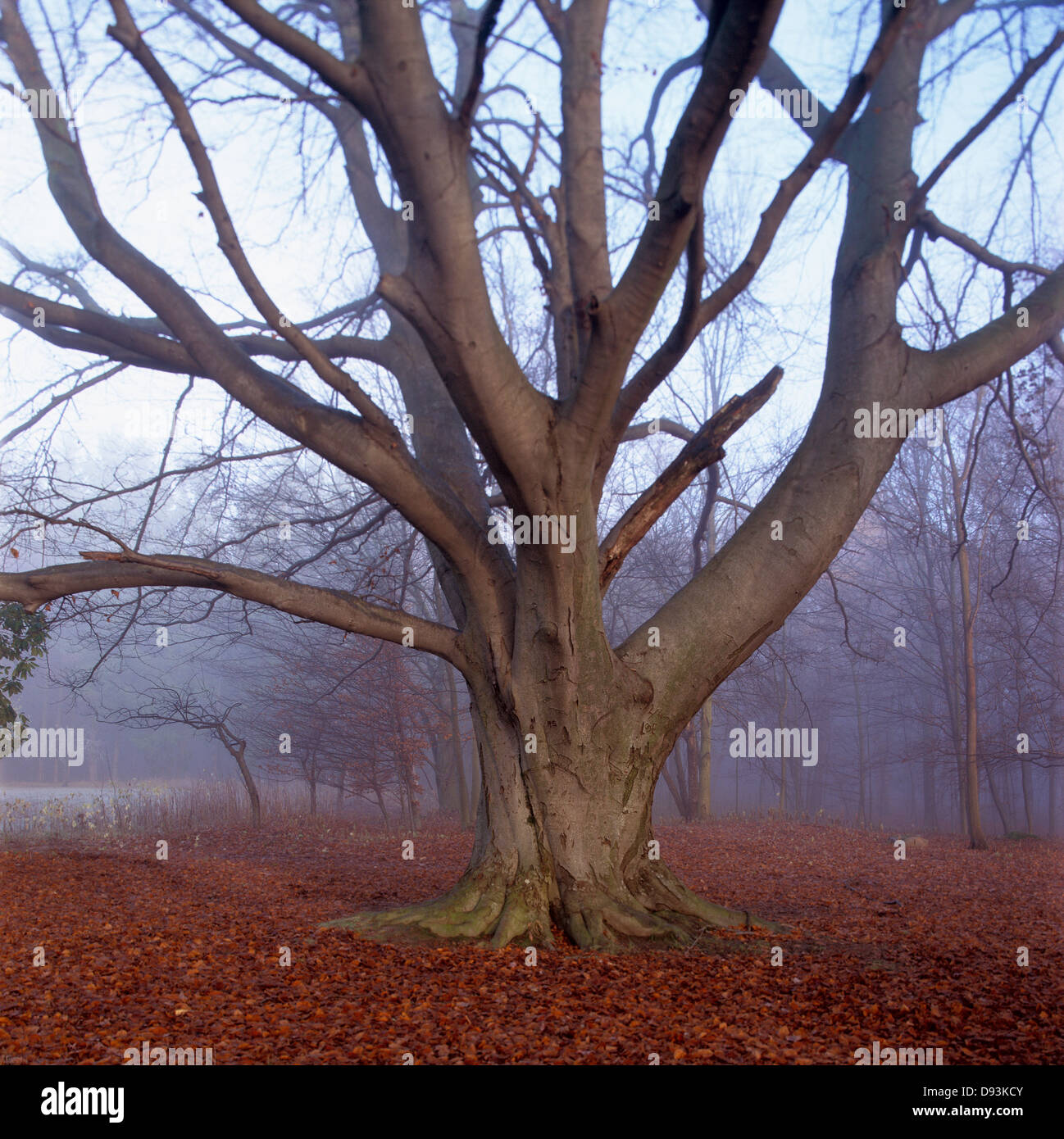 A beech in the fall Stock Photo - Alamy