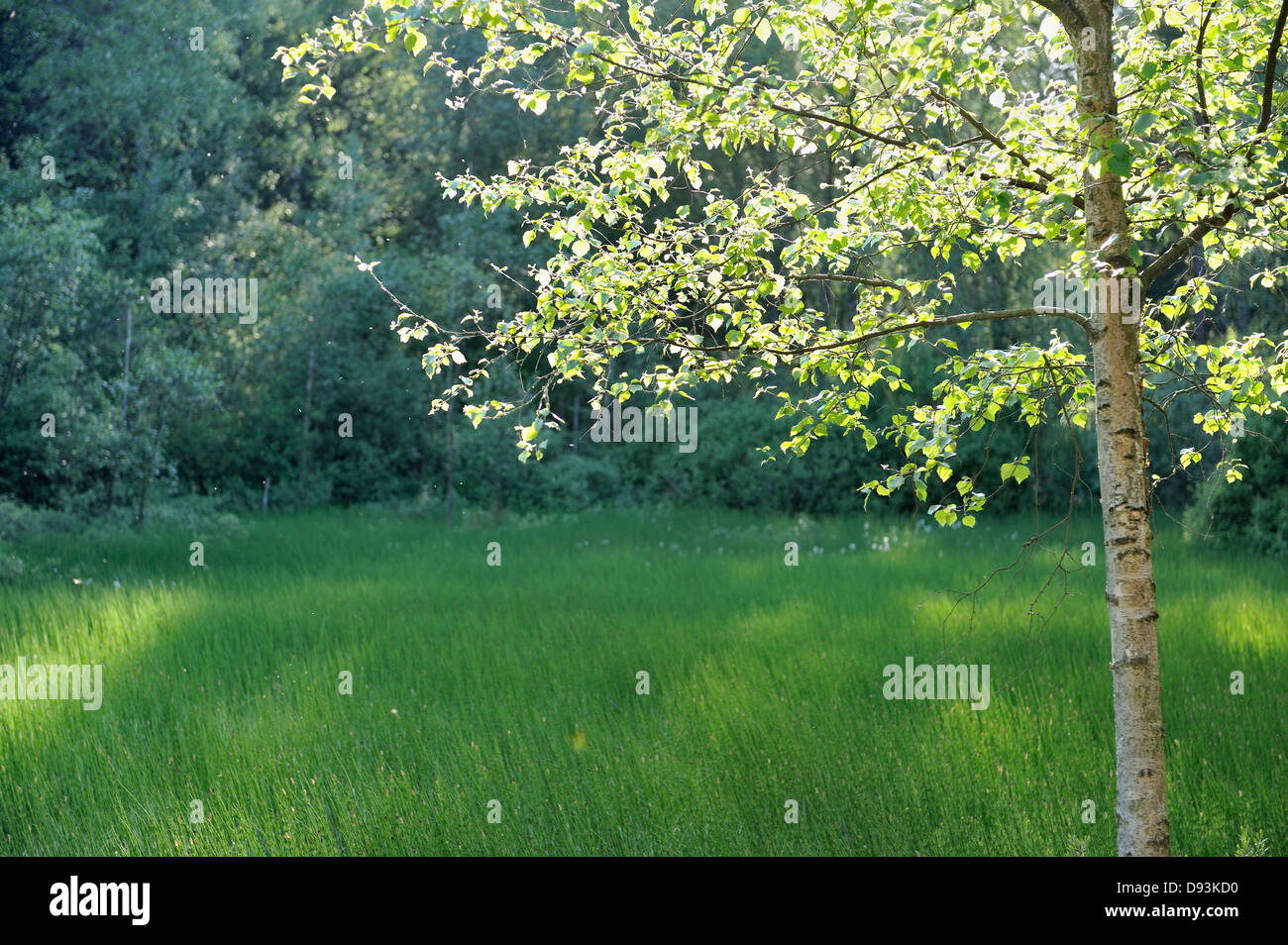 A birch tree in the grass, Sweden Stock Photo - Alamy