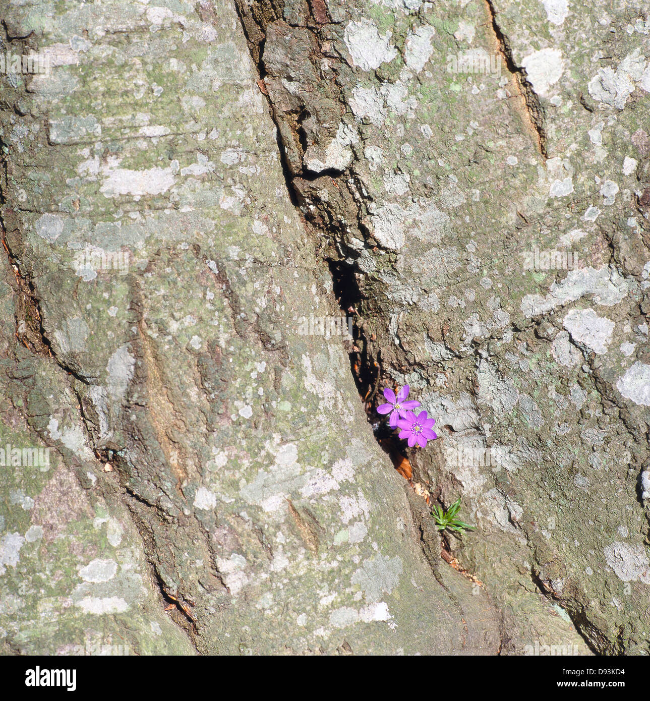 Hepatica in a tree Stock Photo - Alamy