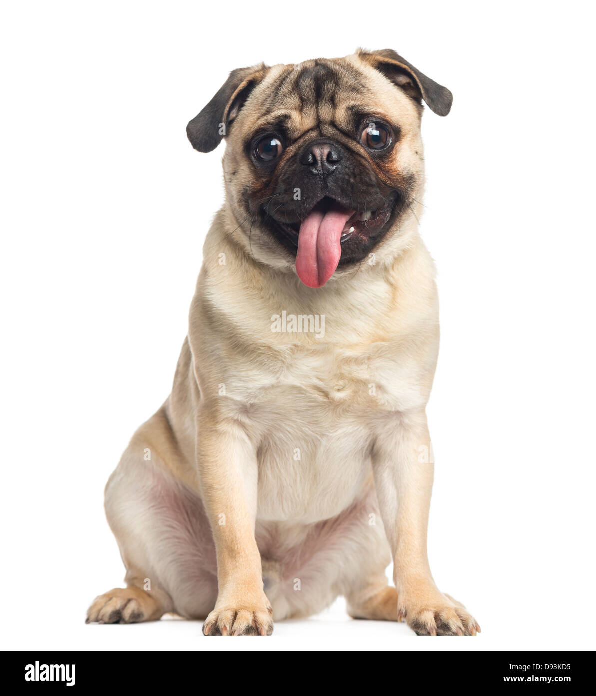 Pug, 1 year old, sitting and panting against white background Stock ...