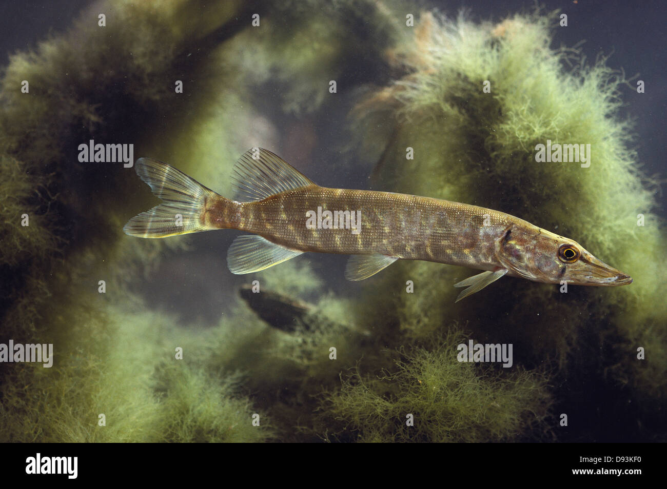 Pike swimming hi-res stock photography and images - Alamy