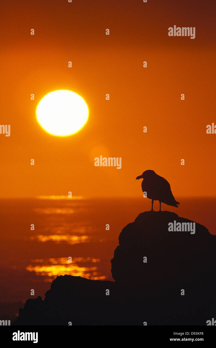 Bird in the sunset Stock Photo - Alamy